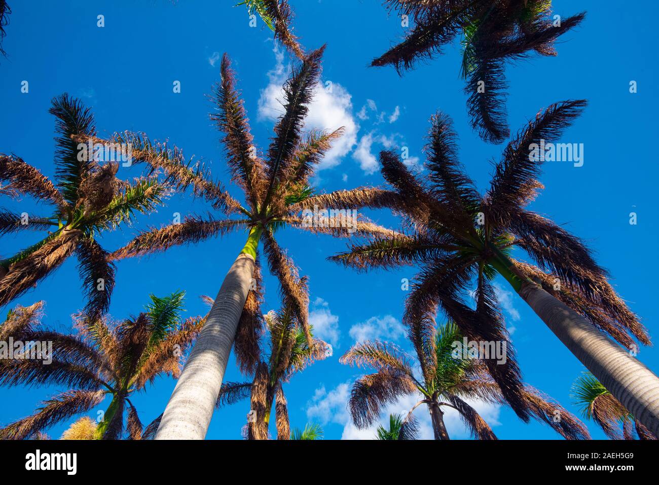 Tall tops palm trees hi-res stock photography and images - Alamy