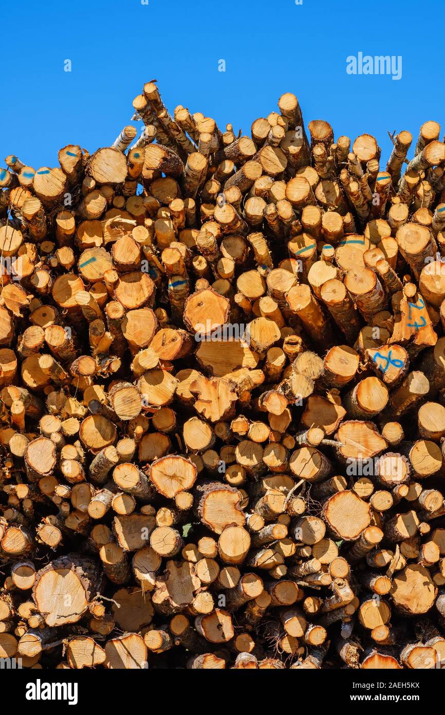 Stacked timber logs in sunlight Stock Photo - Alamy