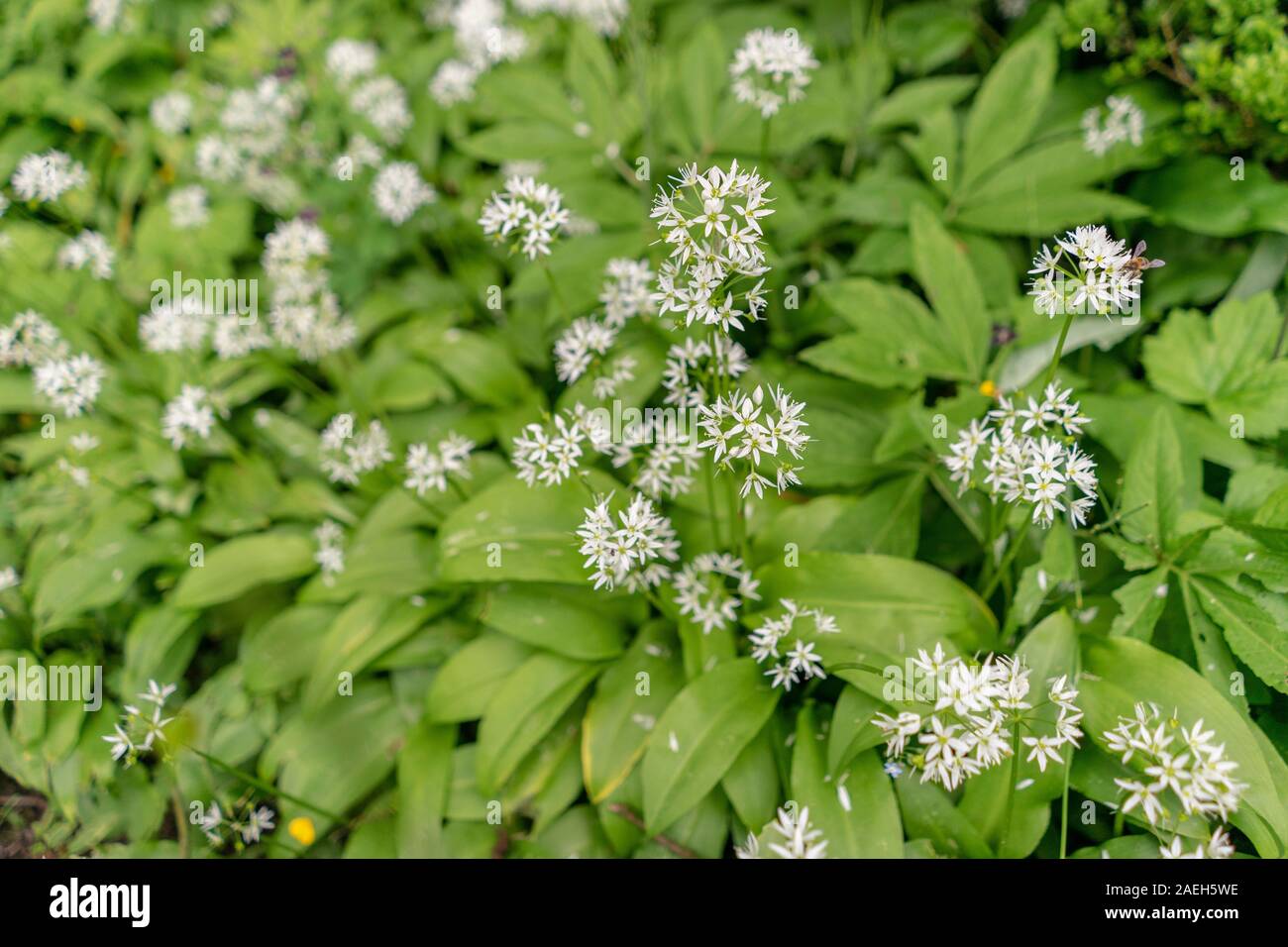 Ramson leaves hi-res stock photography and images - Alamy