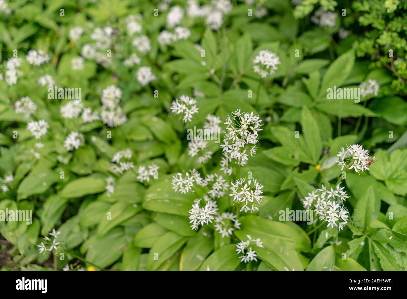 Ramson leaves hi-res stock photography and images - Alamy