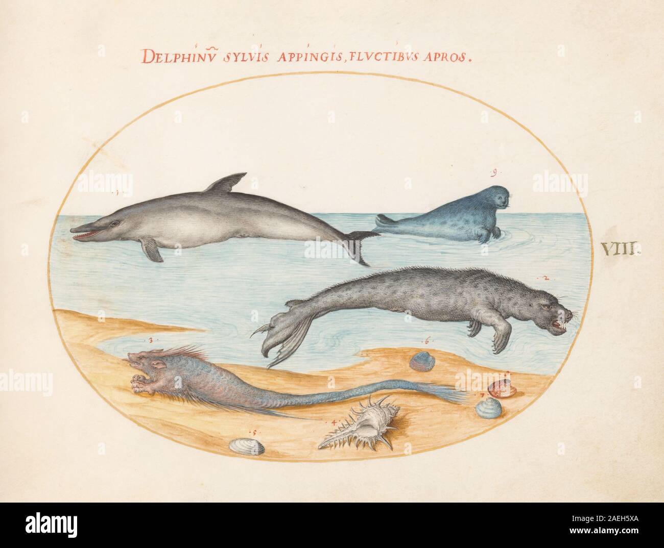 Engraving Plate VIII from Animalia Aqvatilia et Cochiliata by Joris ...