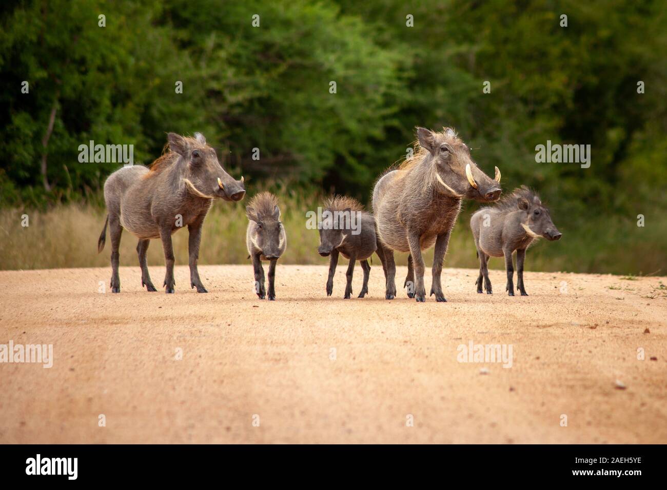 Road Hog Stock Photos & Road Hog Stock Images - Alamy