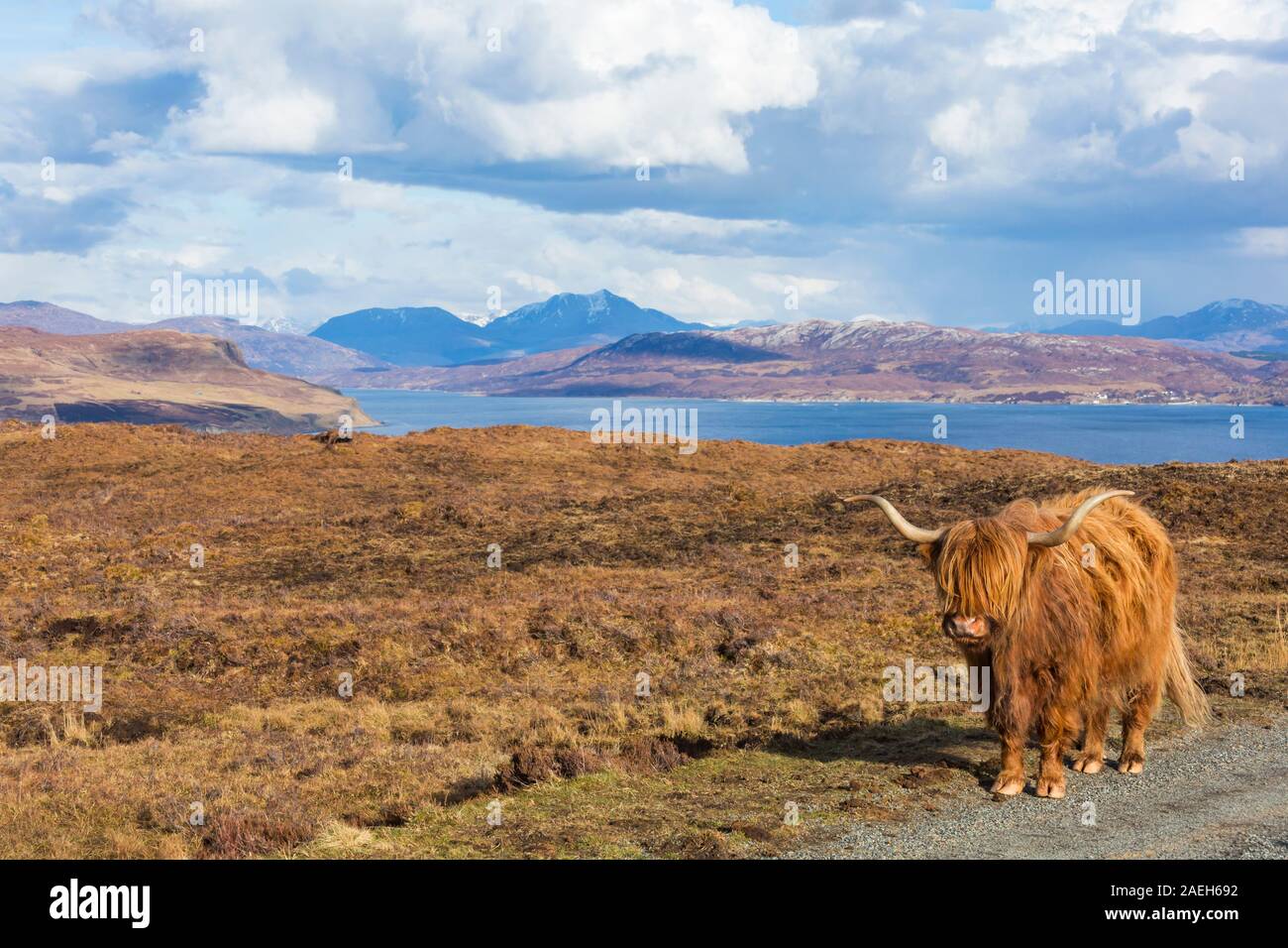 Highland cattle cow in landscape on Isle of Skye near Elgol, Scotland ...