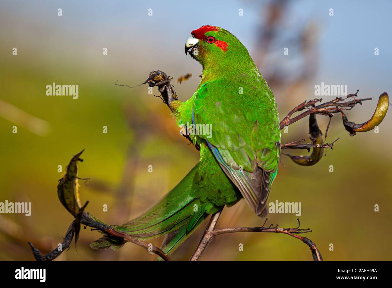 Kakariki bird hi-res stock photography and images - Alamy