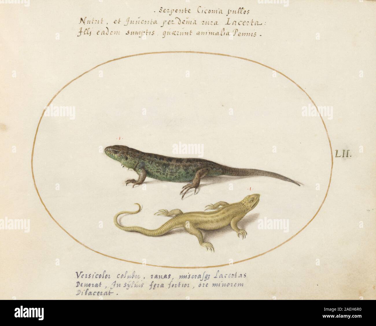 Plate LII from Animalia Qvadrvpedia et Reptilia (Terra) by Joris ...