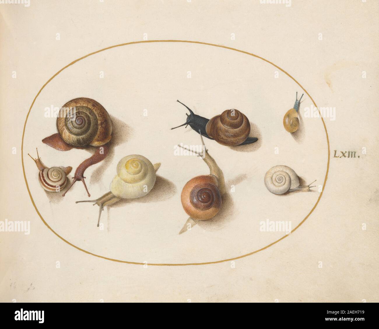 Animalia quadrupedia et reptilia terra hi-res stock photography and ...