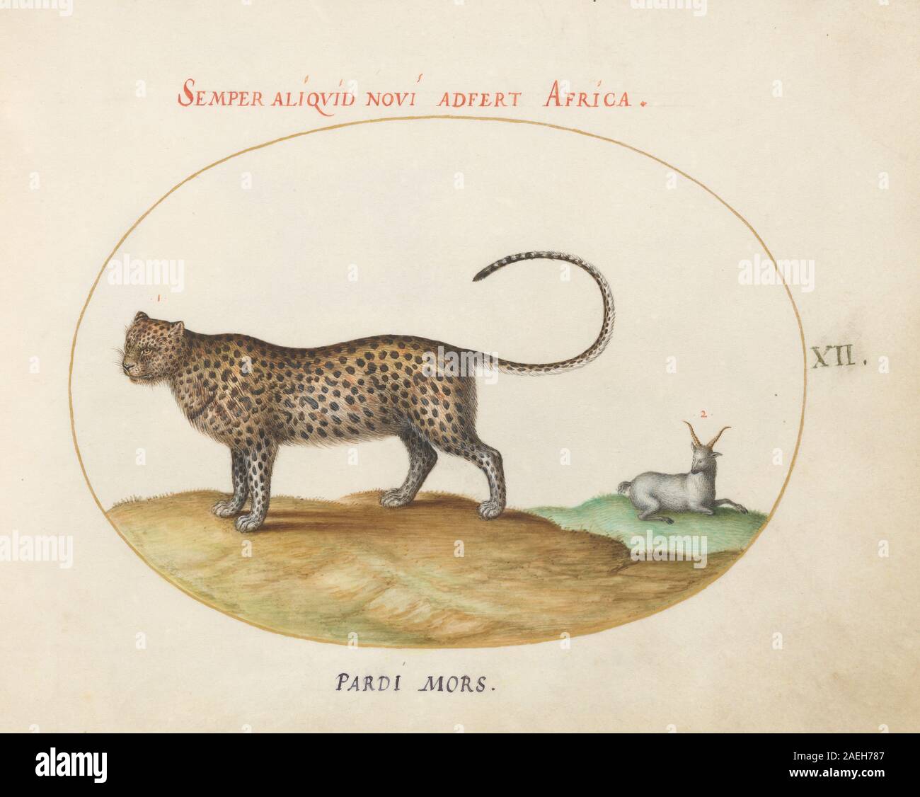 Animalia quadrupedia et reptilia terra hi-res stock photography and ...