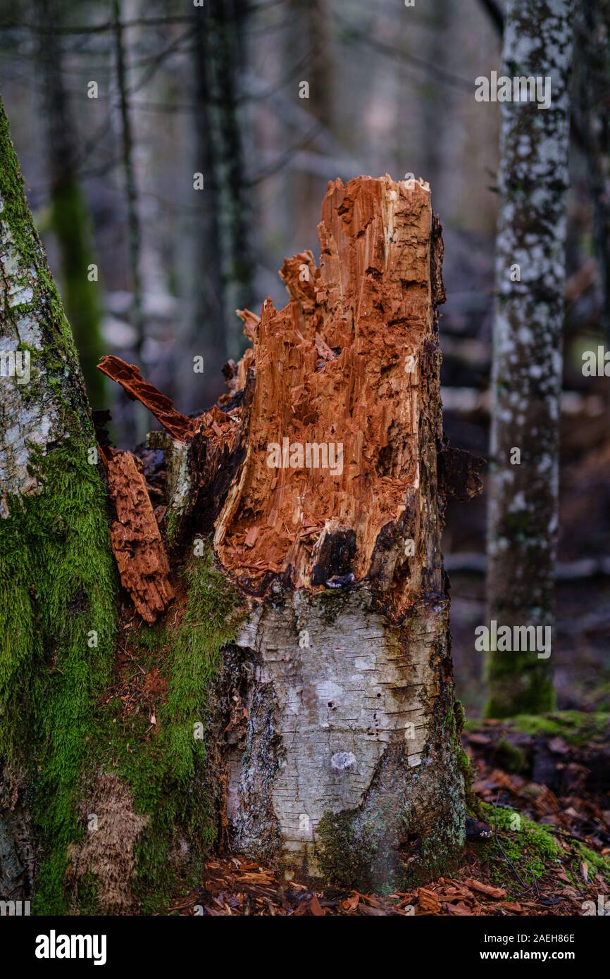 old broken tree trunk stump covered with moss in wet forest in autumn ...