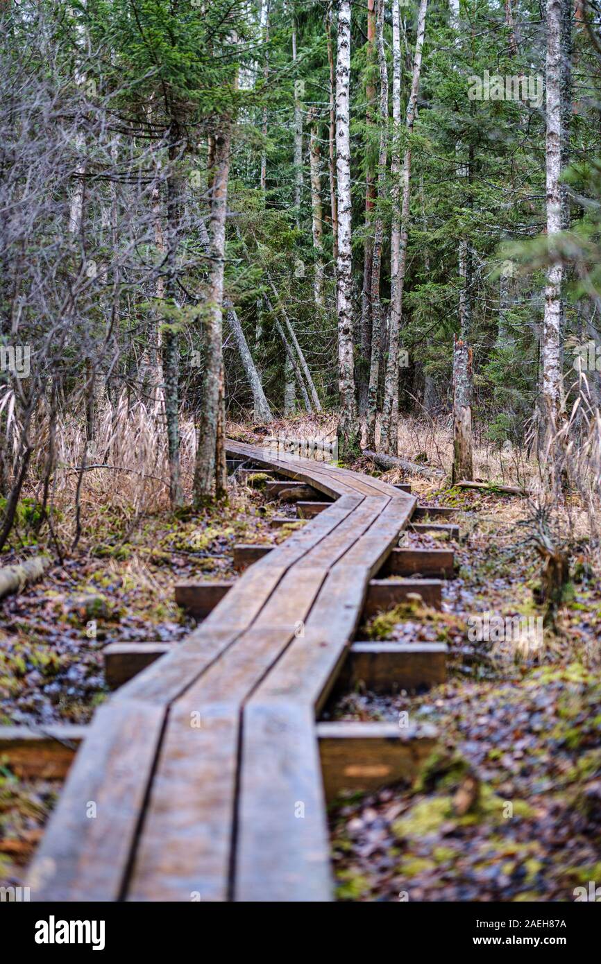 dark forest road in winter with partial snow and green moss. gravel ...