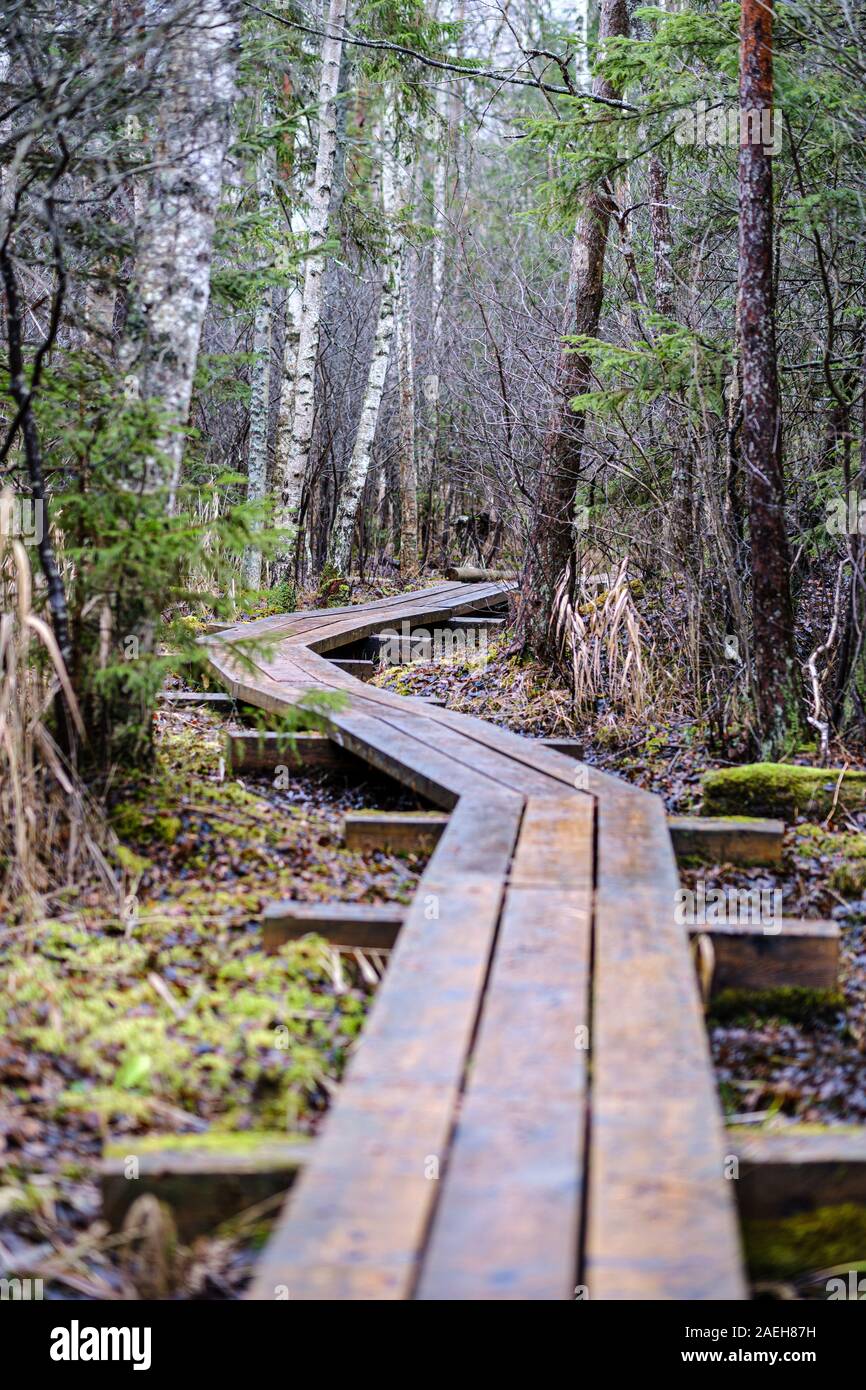 dark forest road in winter with partial snow and green moss. gravel ...
