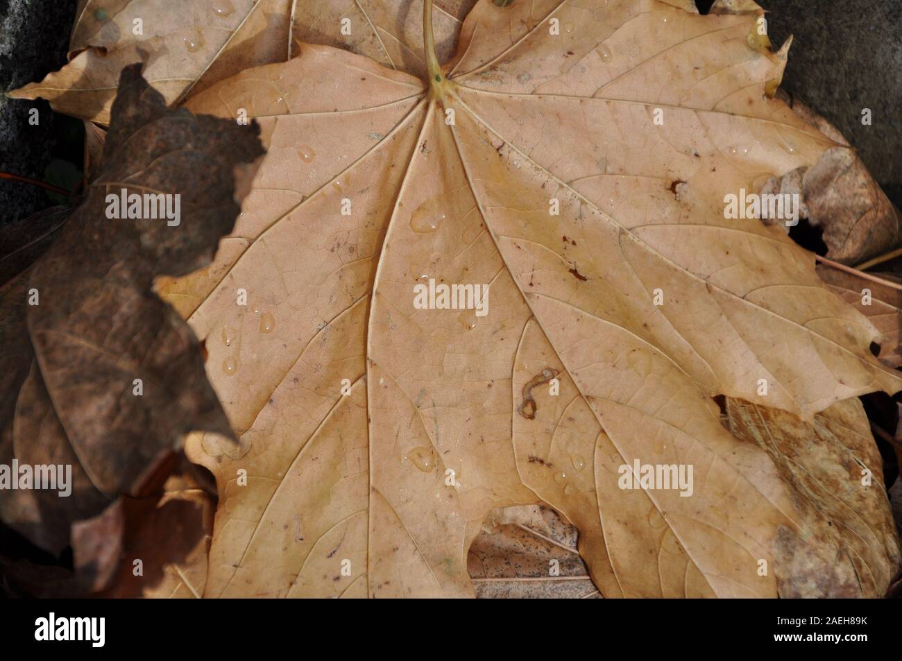 Great Autumn background.Beautiful colored fall leaf with rain droplets ...