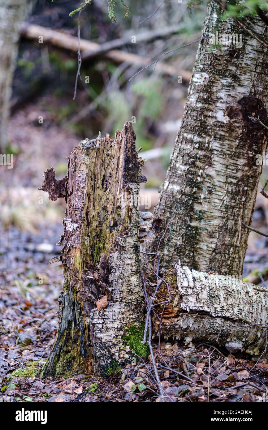 old broken tree trunk stump covered with moss in wet forest in autumn ...
