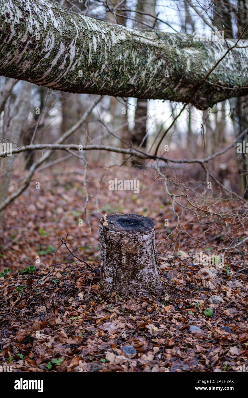 old broken tree trunk stump covered with moss in wet forest in autumn ...