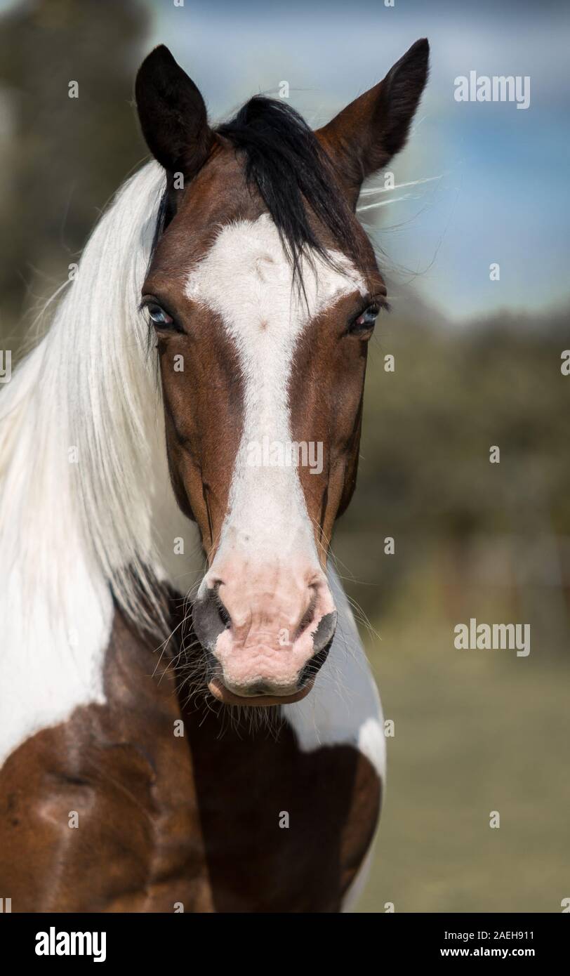 Skewbald Horse High Resolution Stock Photography and Images - Alamy