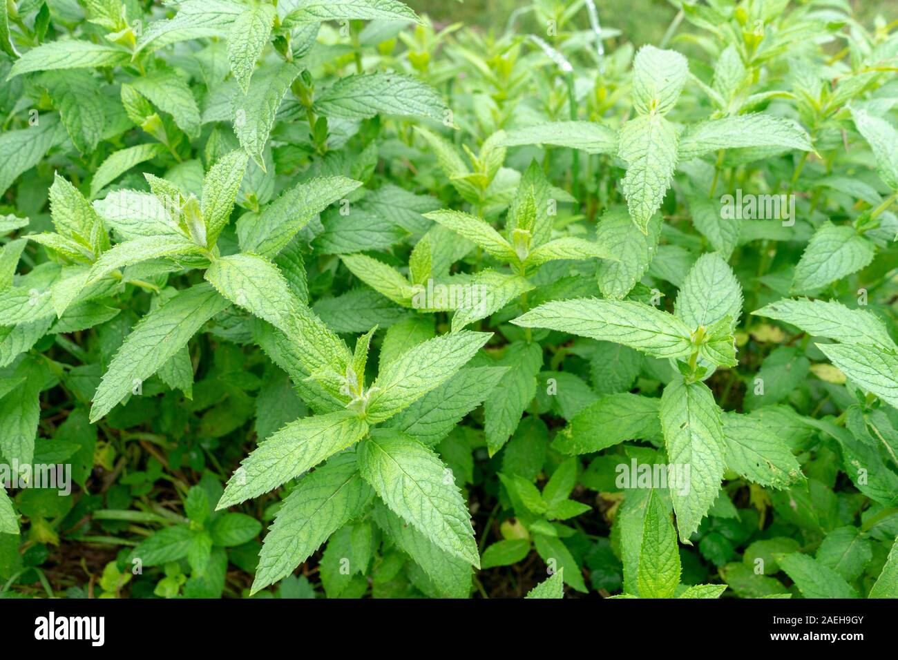 Fresh mint growing hi-res stock photography and images - Alamy