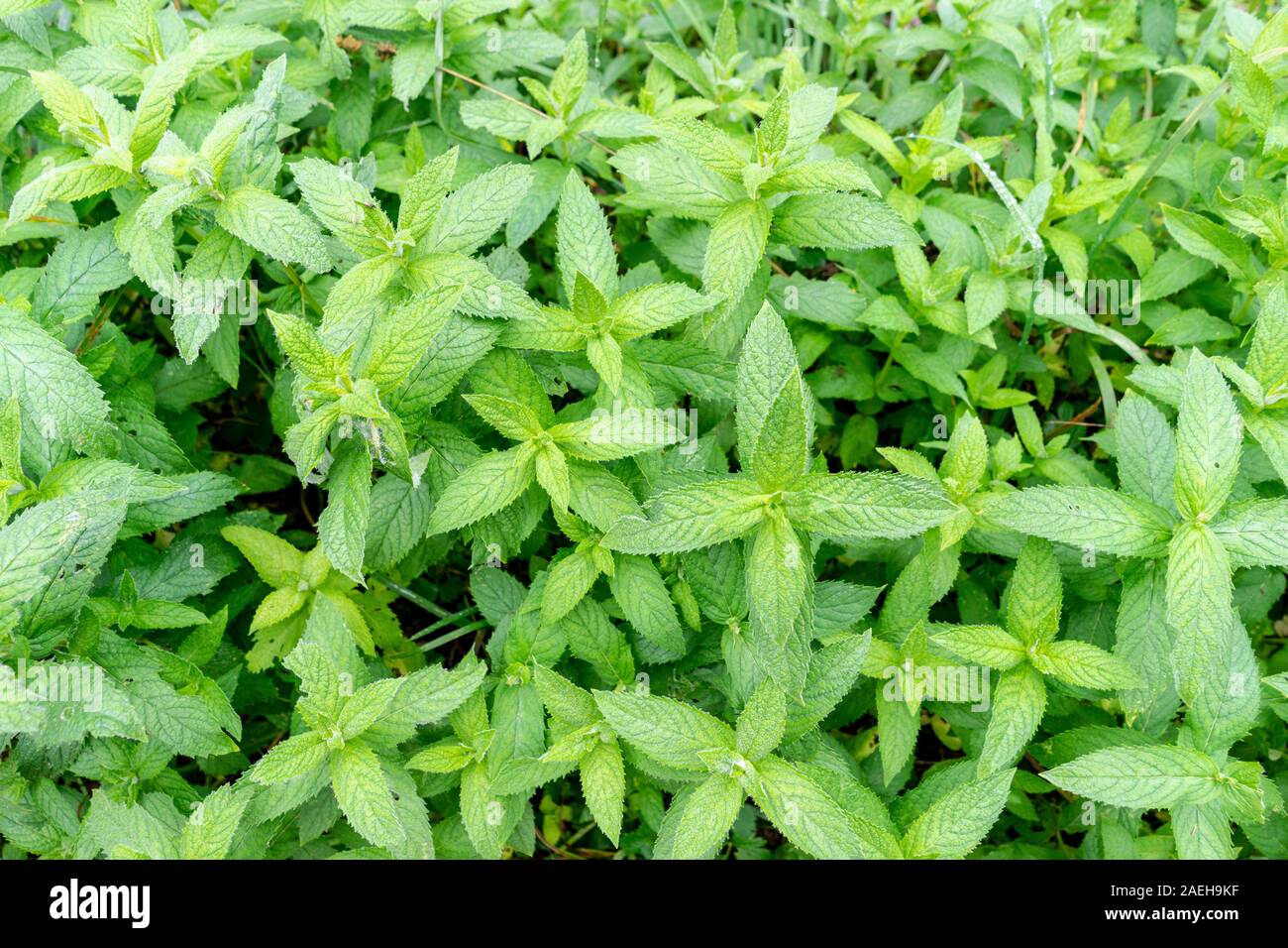 Fresh mint growing in nature Stock Photo - Alamy