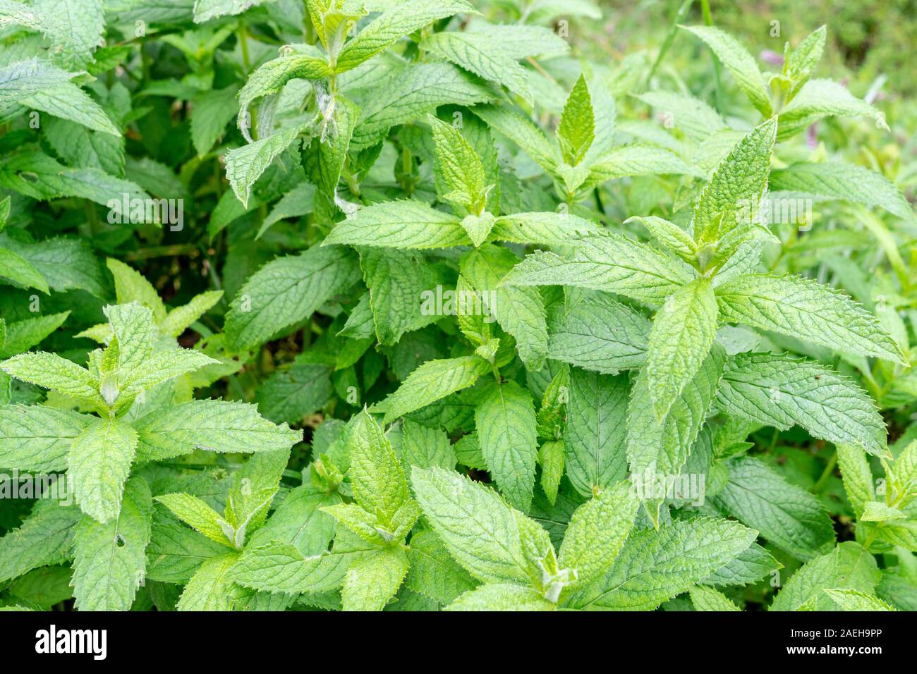 Fresh mint growing in nature Stock Photo - Alamy