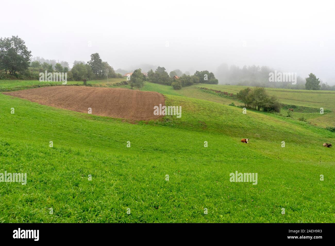 Caws High Resolution Stock Photography and Images - Alamy