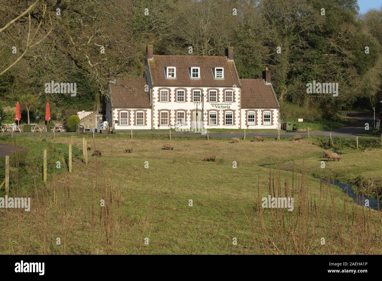 The Victoria, (Vic in the Valley) Pub, St Peters Valley, Jersey Stock ...