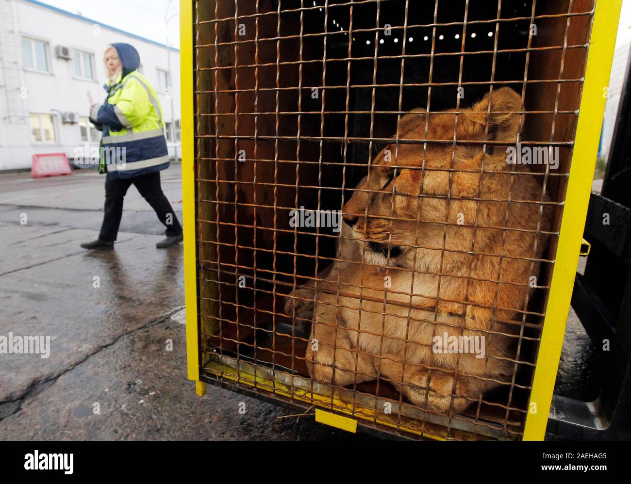 A lion cub is seen in a cargo terminal during their departure to South ...