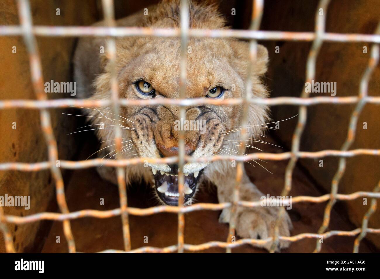 Lion cage zoos hi-res stock photography and images - Alamy