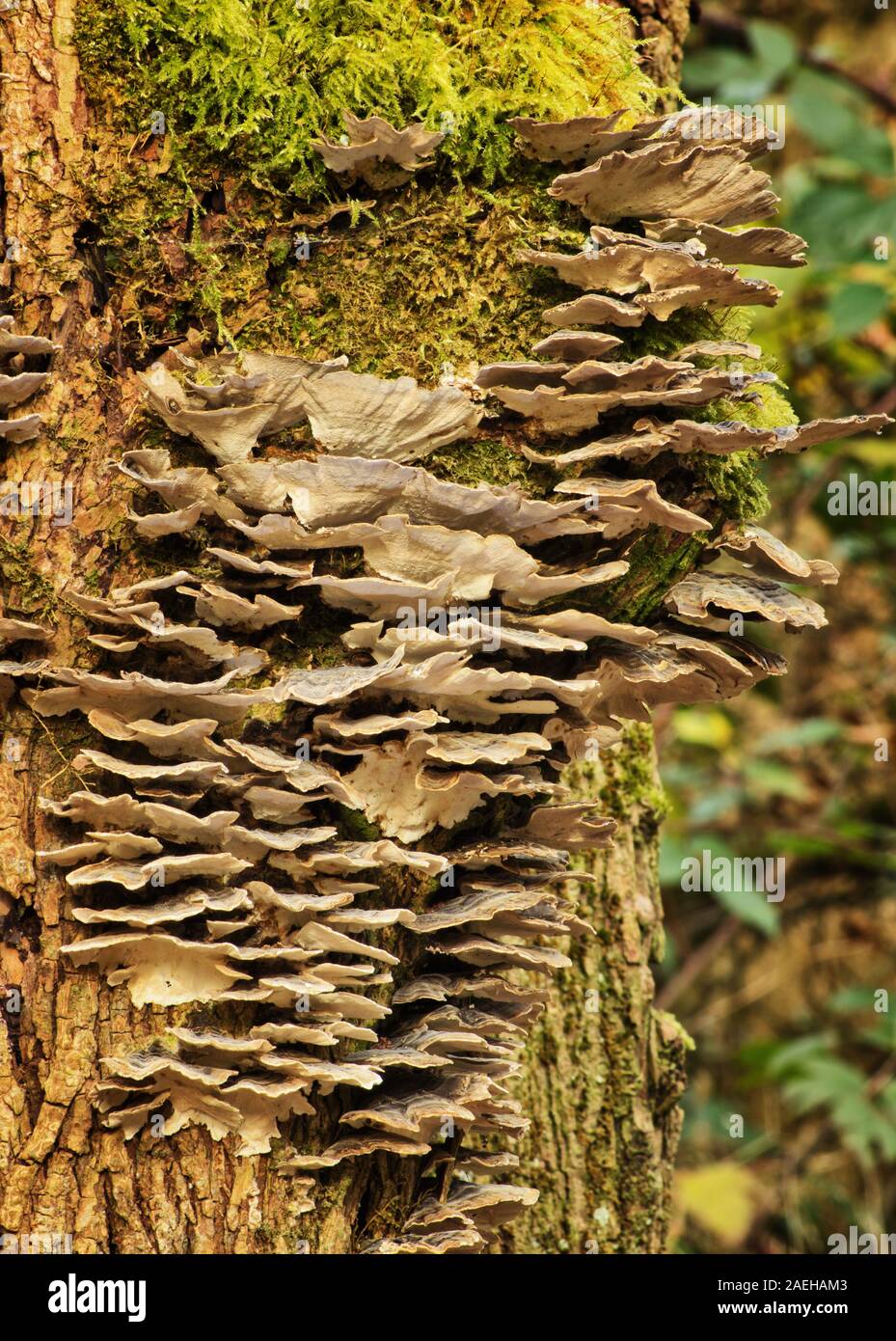 Fungus on a tree hi-res stock photography and images - Alamy
