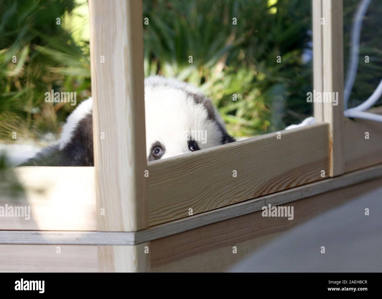 Berlin, Germany. 09th Dec, 2019. Solemn naming ceremony for the Panda ...