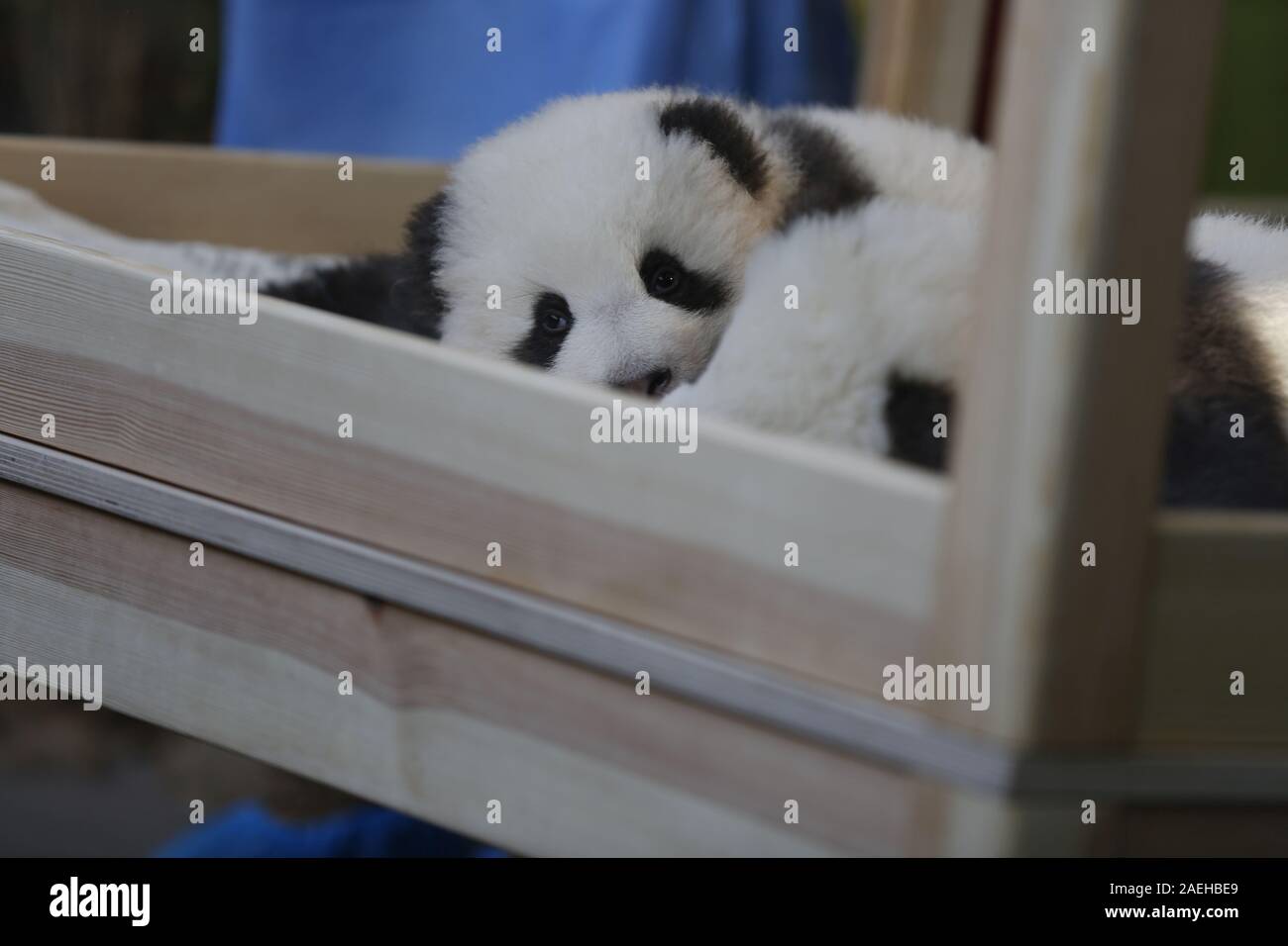 Berlin, Germany. 09th Dec, 2019. Solemn naming ceremony for the Panda ...