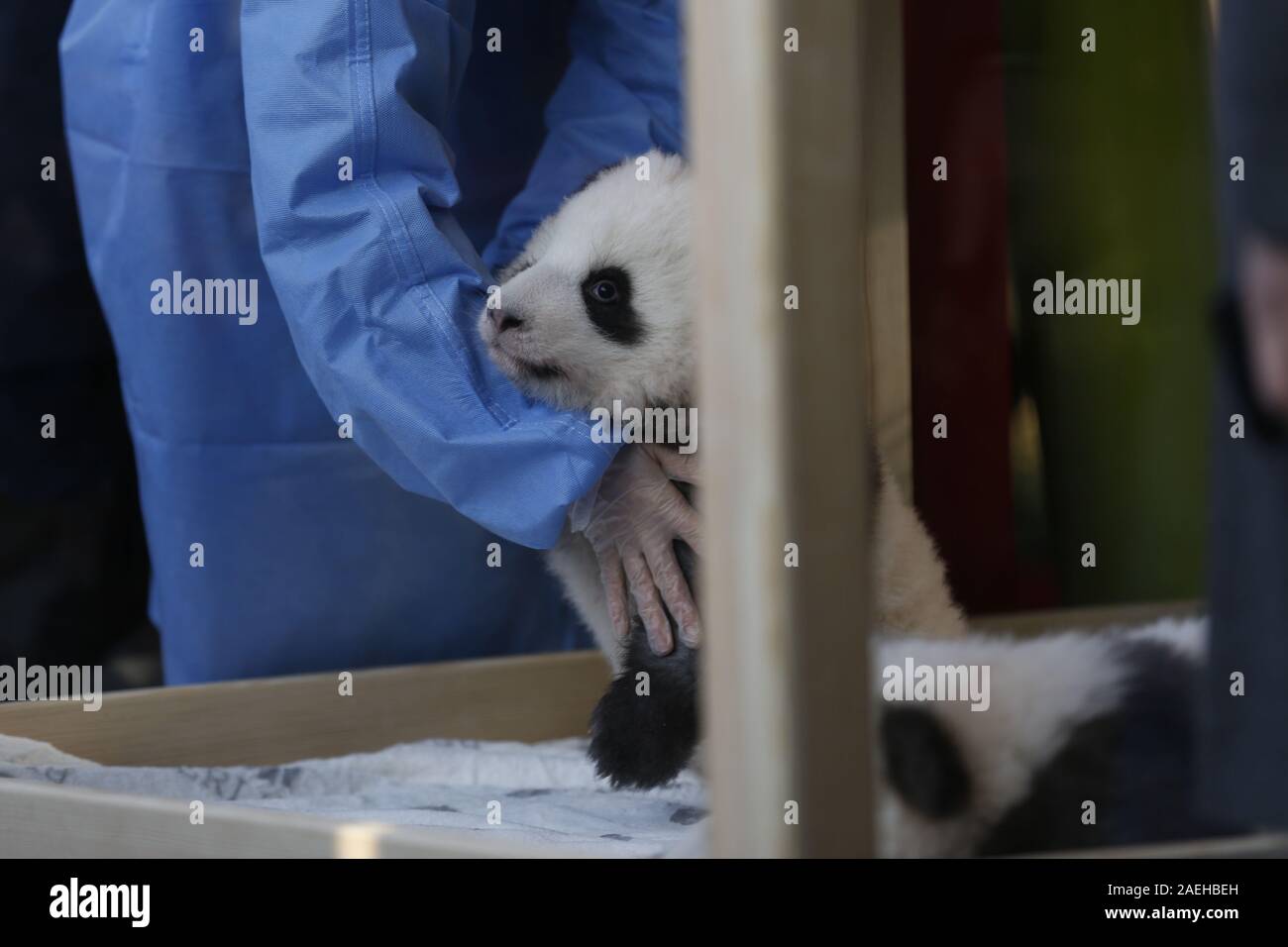 Berlin, Germany. 09th Dec, 2019. Solemn naming ceremony for the Panda ...