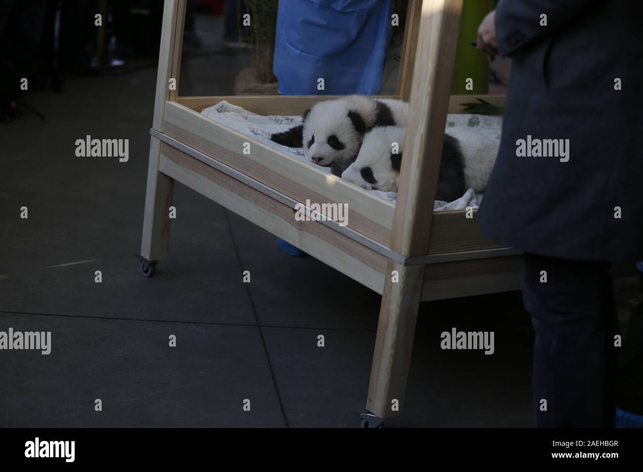 Berlin, Germany. 09th Dec, 2019. Solemn naming ceremony for the Panda ...