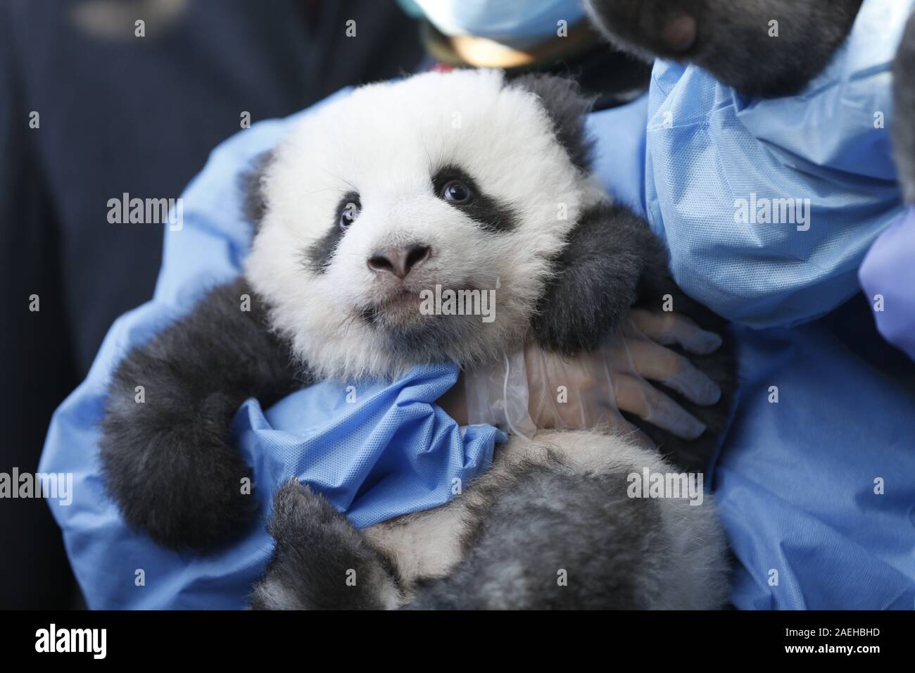 Berlin, Germany. 09th Dec, 2019. Solemn naming ceremony for the Panda ...