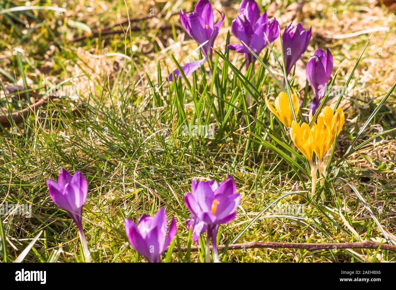 Crocus on meadow, spring flowers field Stock Photo - Alamy