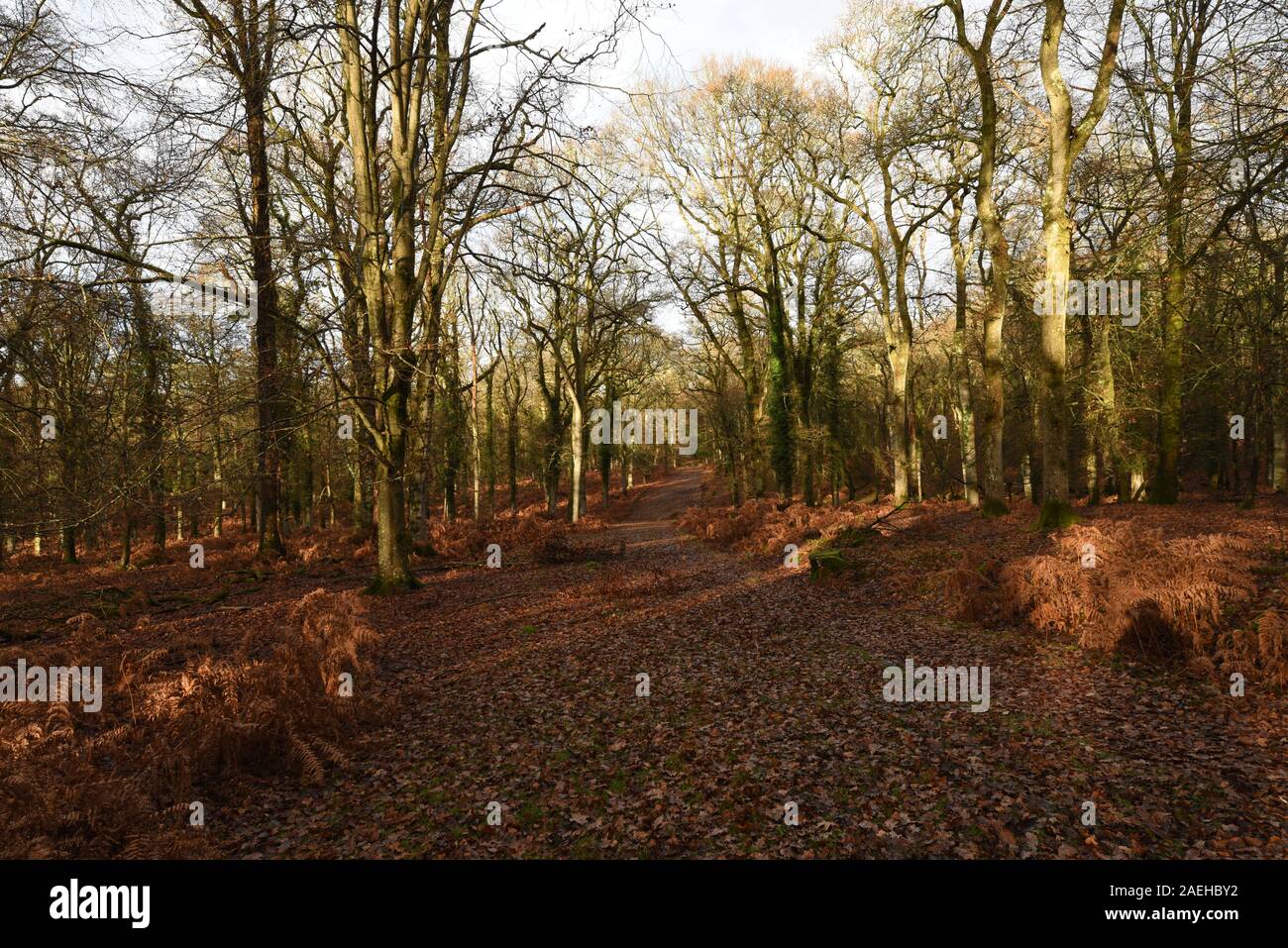 Late Autumn in New Forest National Park, UK Stock Photo - Alamy