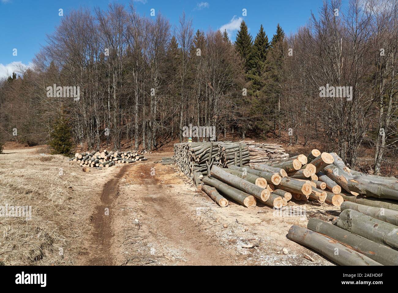 Log wood piles in a forest Stock Photo - Alamy