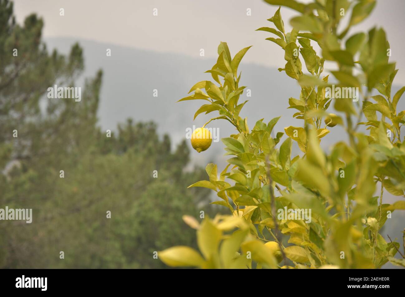 Real lemon tree hi-res stock photography and images - Alamy