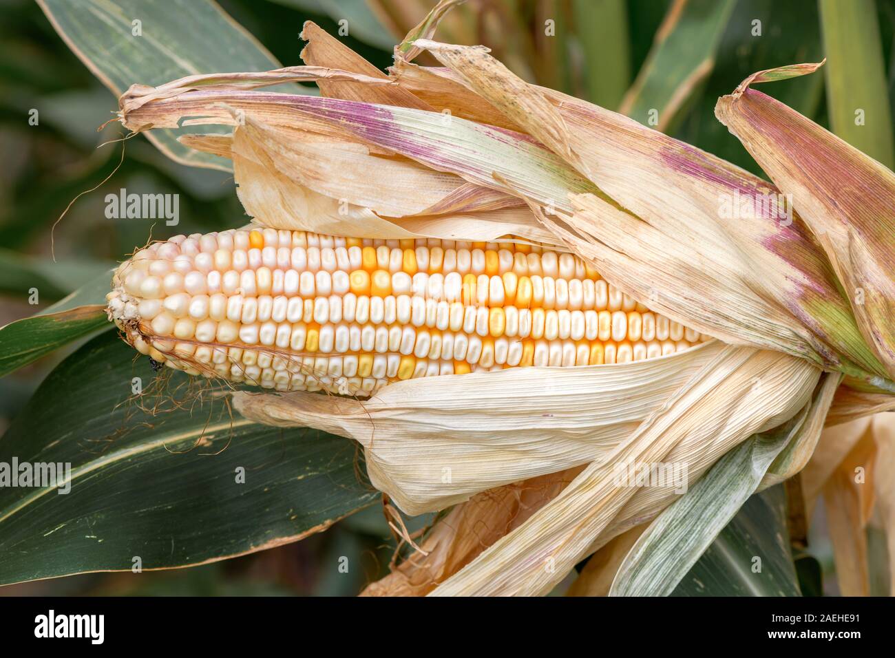 Corn on the cob with white kernels growing in cultivated agricultural ...