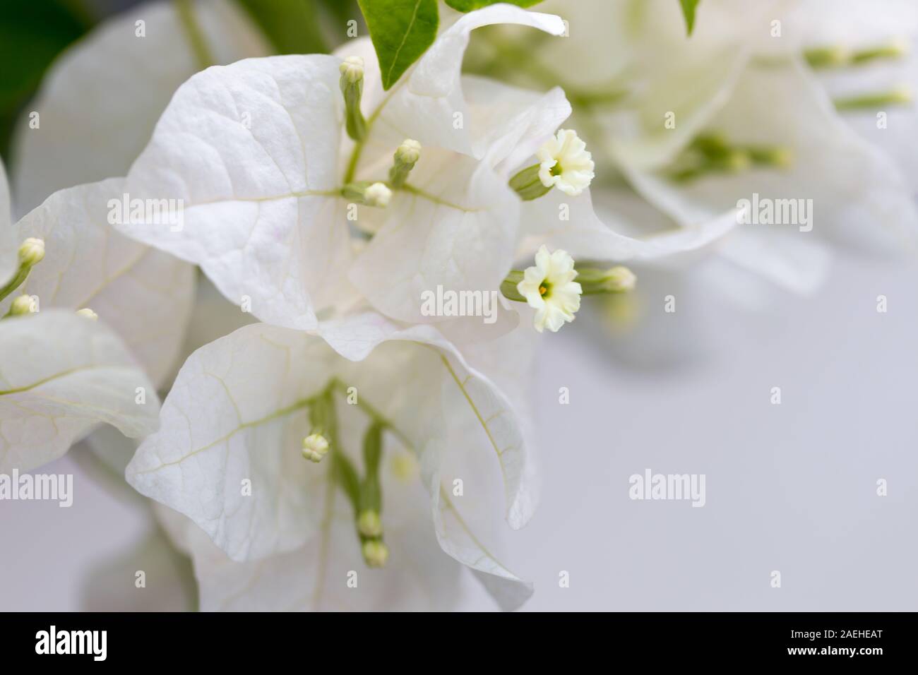 How to find this flower hi-res stock photography and images - Alamy