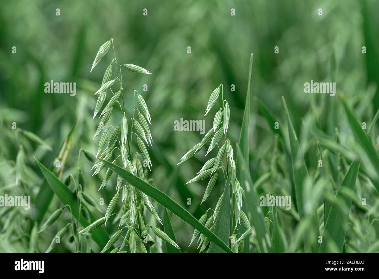 Green organic oat crop plantation field, selective focus Stock Photo ...