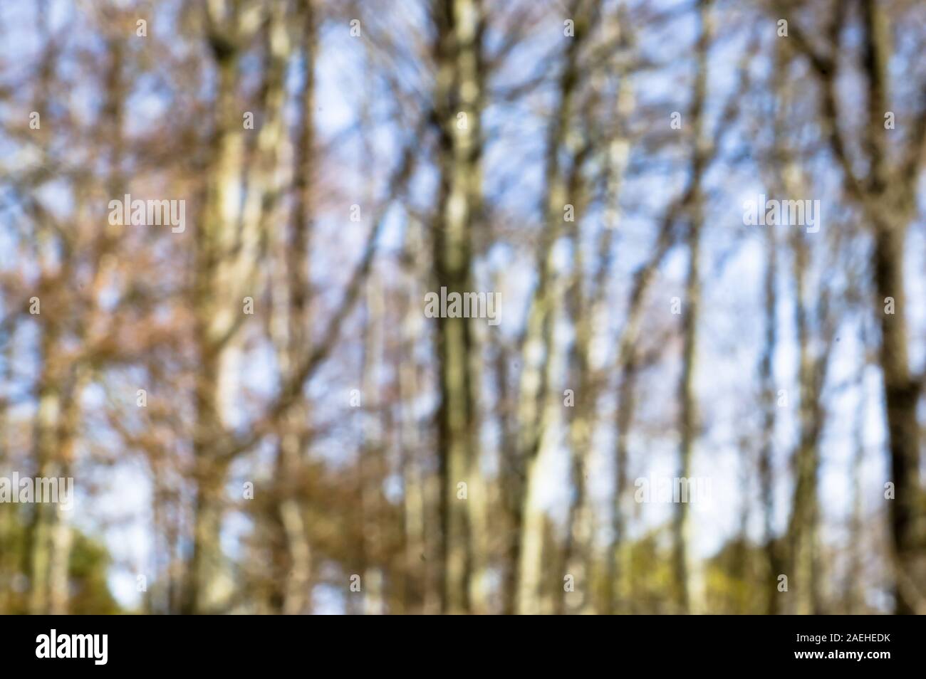 Out of focus forest, defocused blurry bokeh background Stock Photo - Alamy