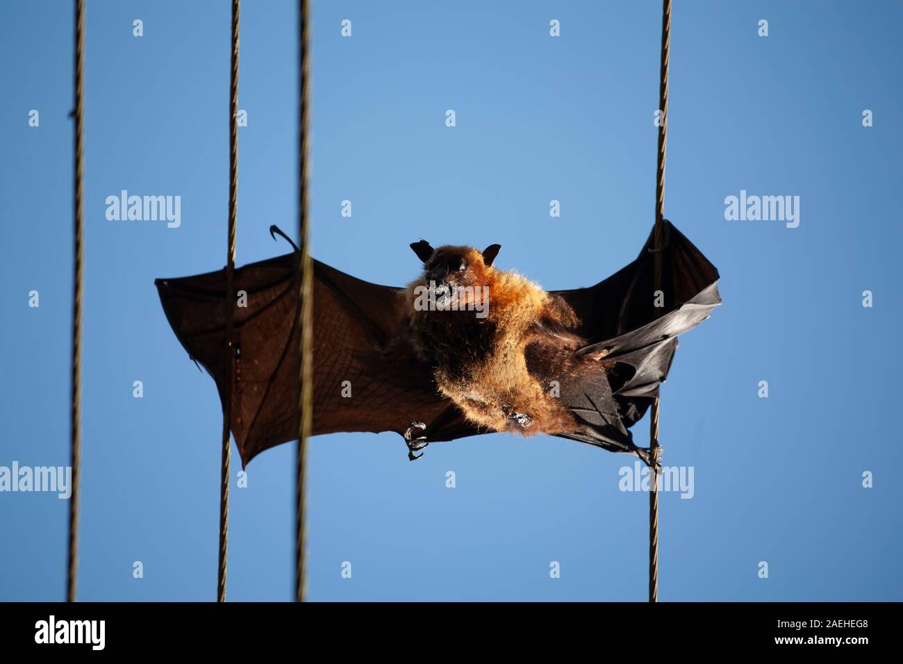 Big bat hi-res stock photography and images - Alamy