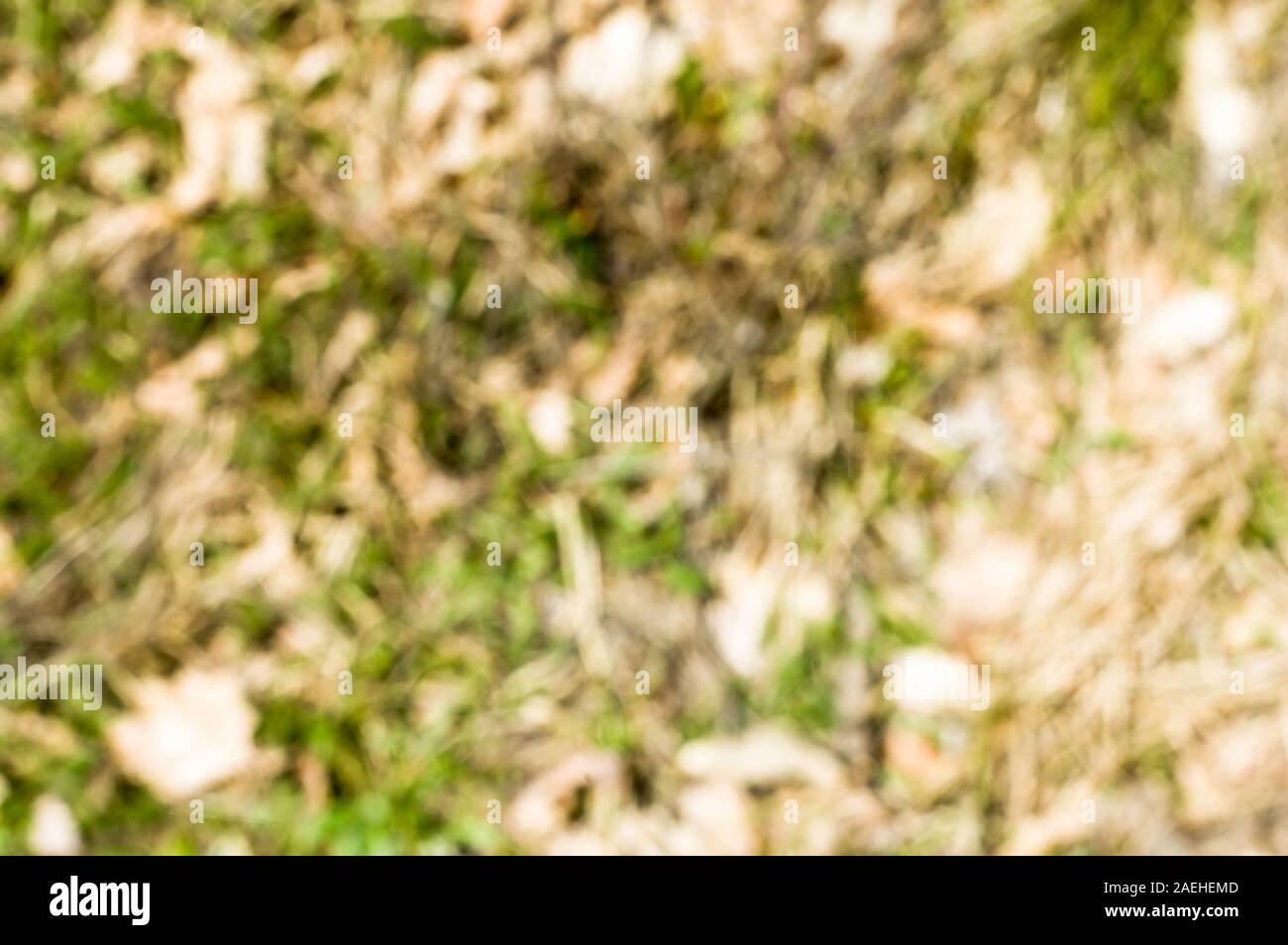 Defocused forest undergrowth background with leaves and green pine ...