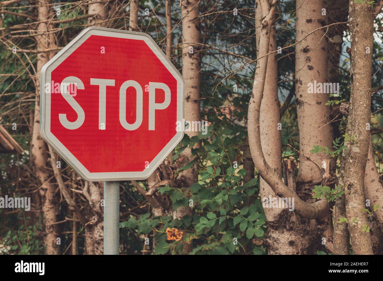 Stop sign in countryside with tall pine trees in background Stock Photo ...