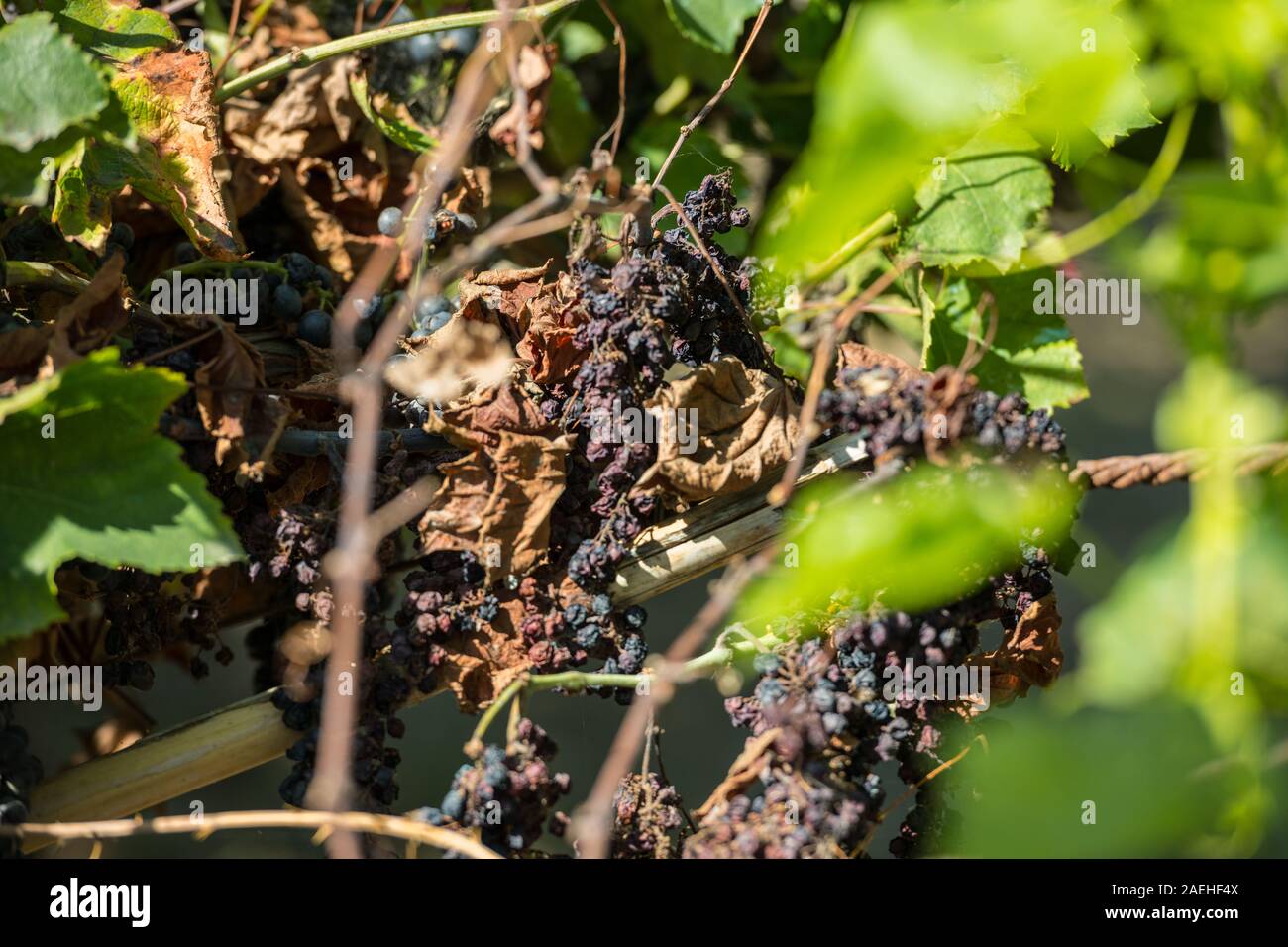 Cluster of dry red grapes in espalier vines in Rias Baixas, Pontevedra ...