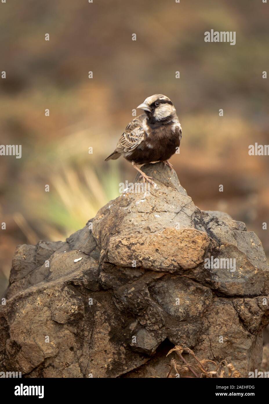 Grey backed sparrow lark sitting on a rock in the dry grasslands of ...