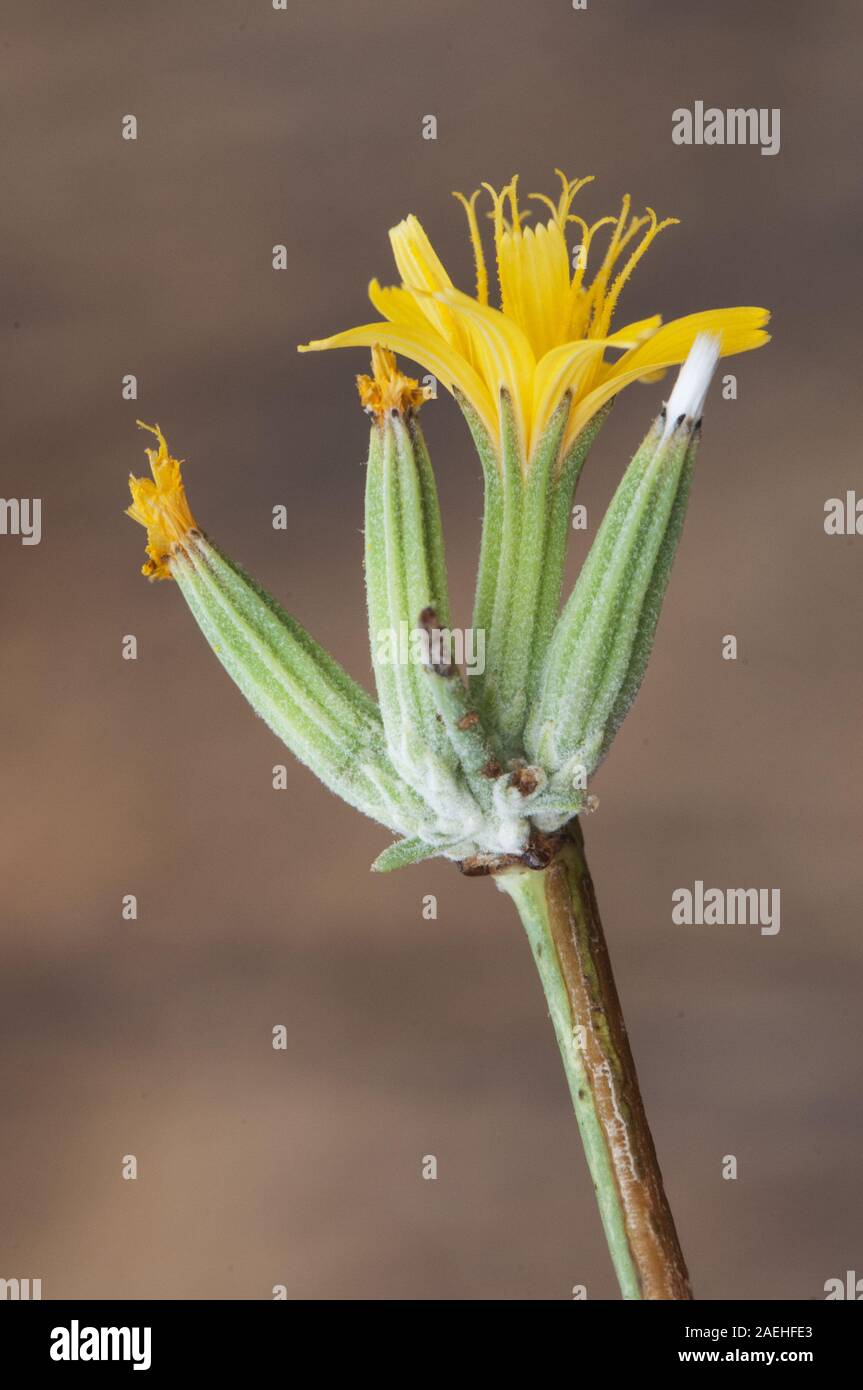 Gum Weed High Resolution Stock Photography and Images - Alamy