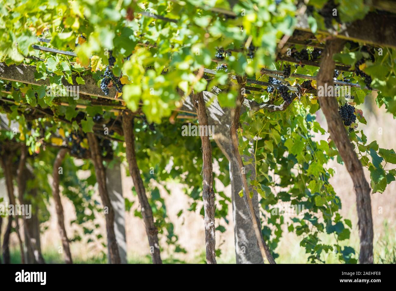 Bunches of red grapes in espalier vines in Rias Baixas, Pontevedra ...