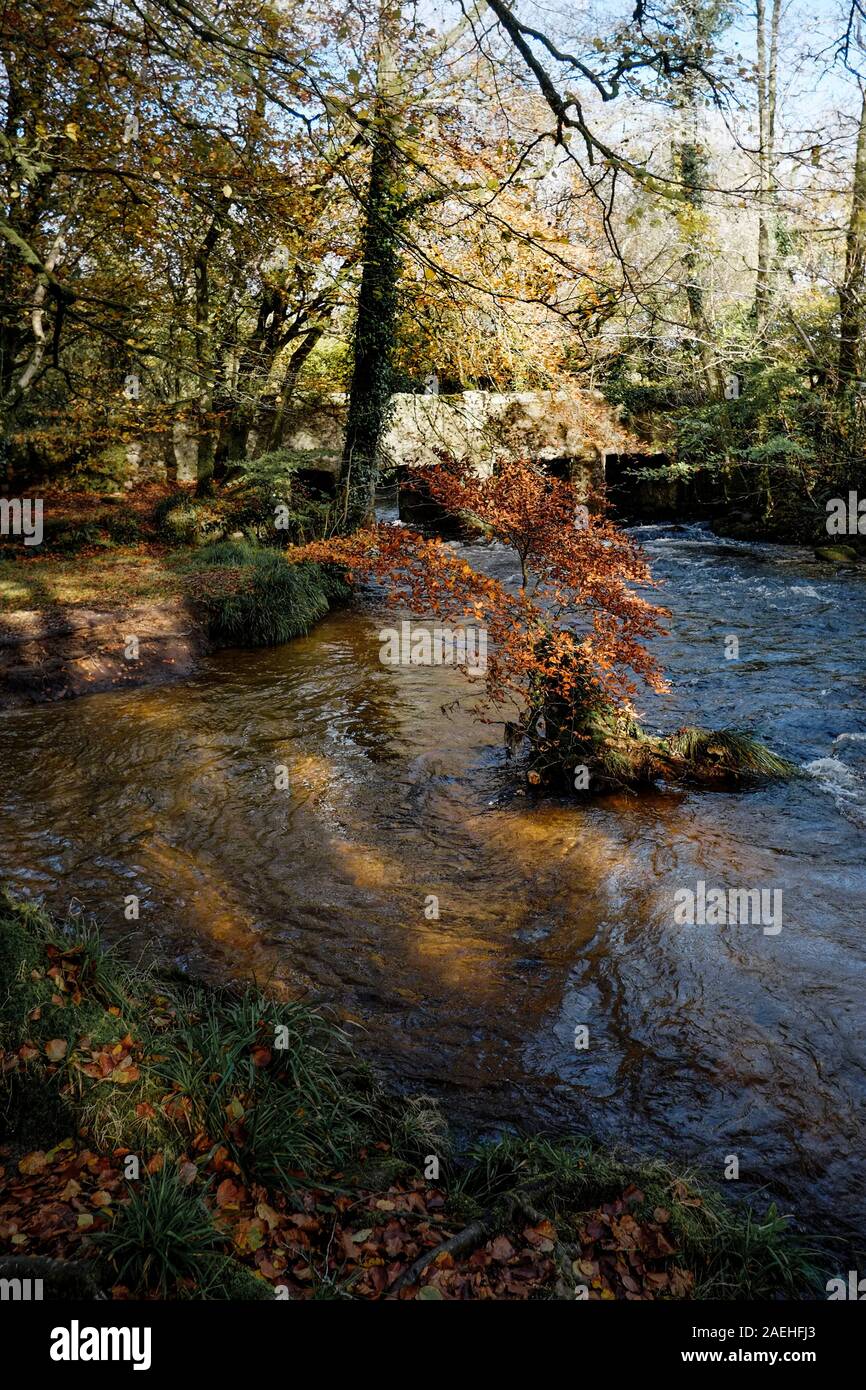 The River Fowey flowing through an autumnal Draynes Woodland in ...