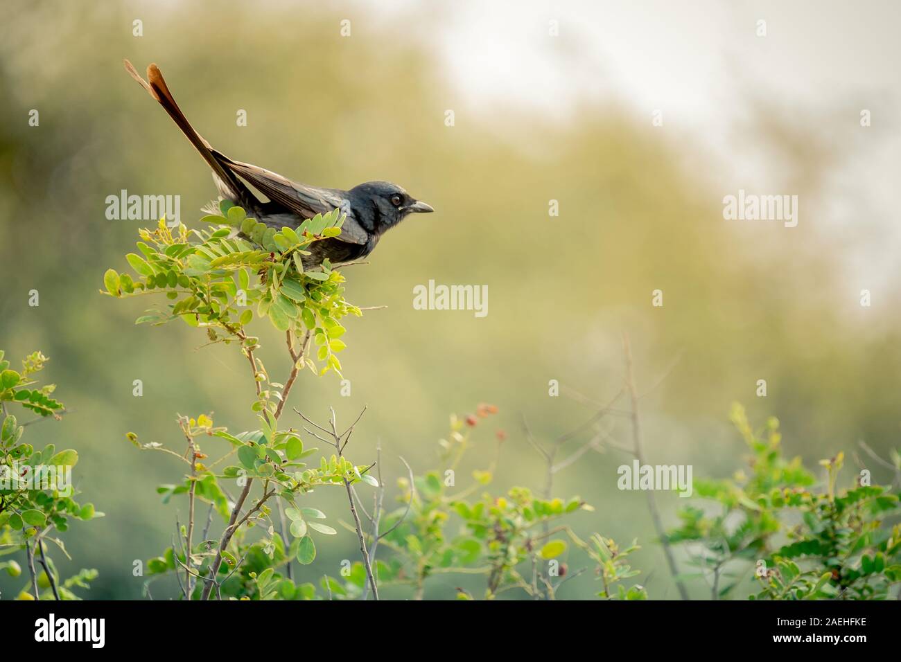 Indian subcontinent wildlife hi-res stock photography and images - Alamy