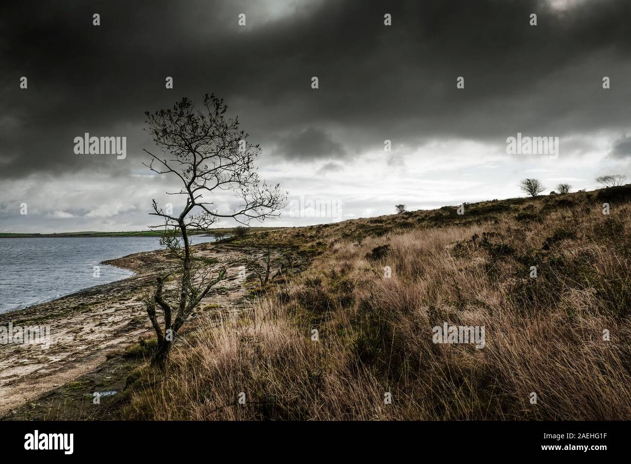 Spindly tree hi-res stock photography and images - Alamy