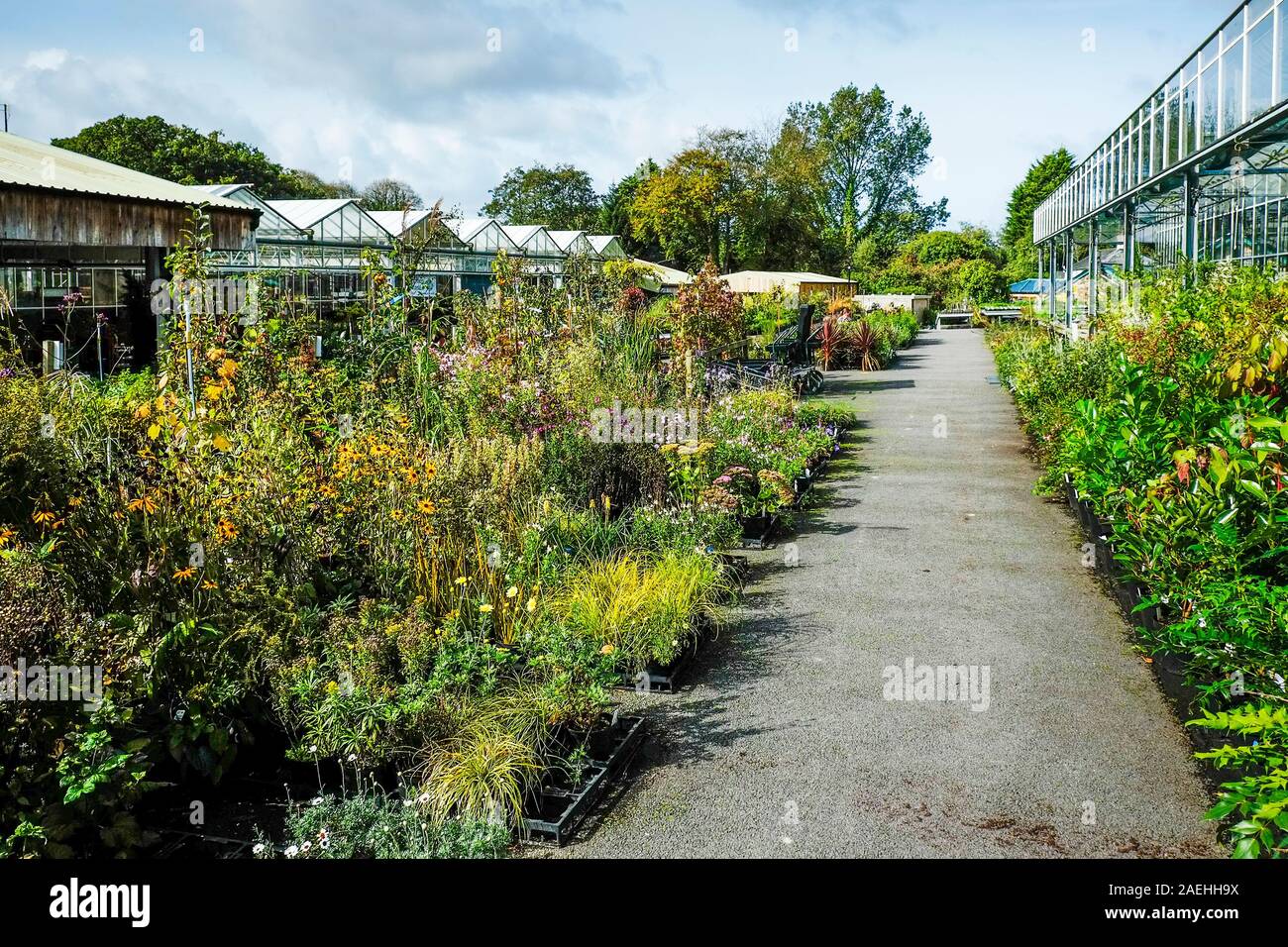 Plants and shrubs on sale and display in a garden centre nursery Stock ...